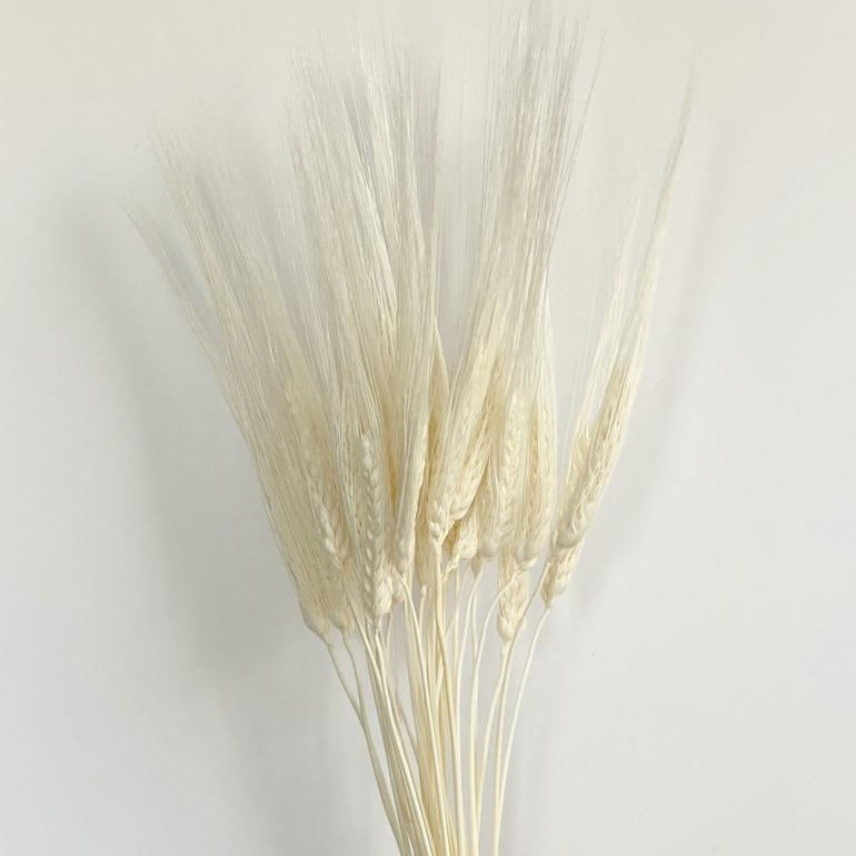 Dried Wheat – Flower Accents
